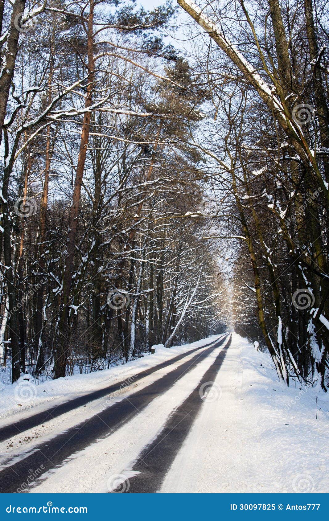 Path in the Woods in Winter Stock Image - Image of scene, frost: 30097825