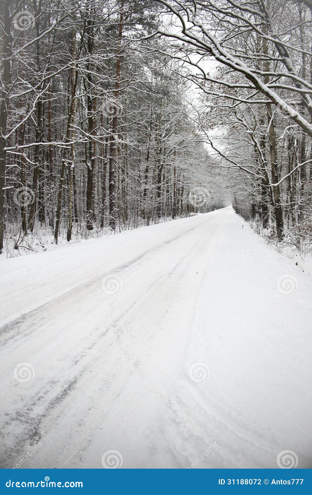 Path in the Woods in Winter Stock Photo - Image of nordic, black: 31188072