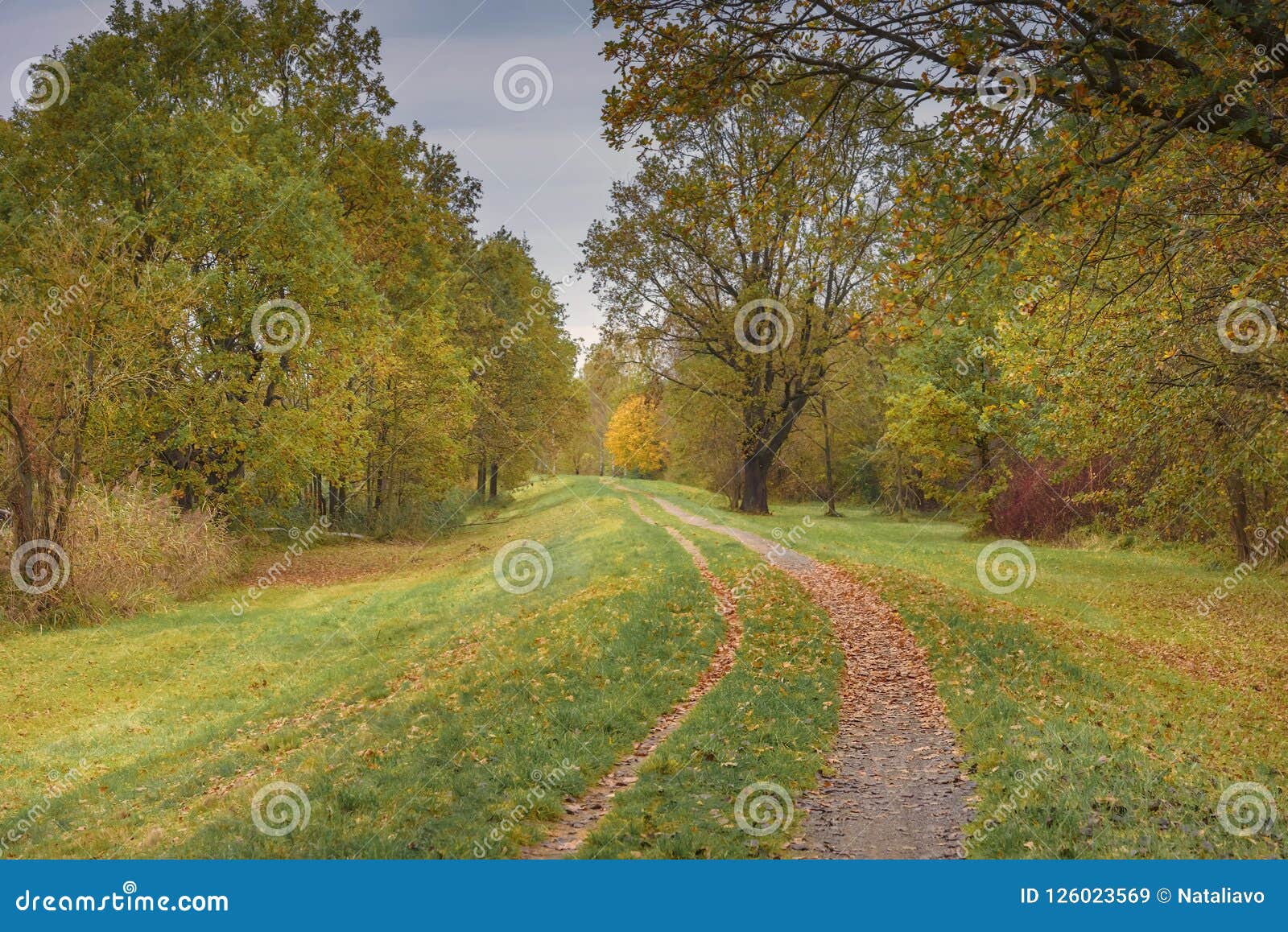 Path with Yellow Autumn Leaves through Meadows, Fields, Forests Stock ...