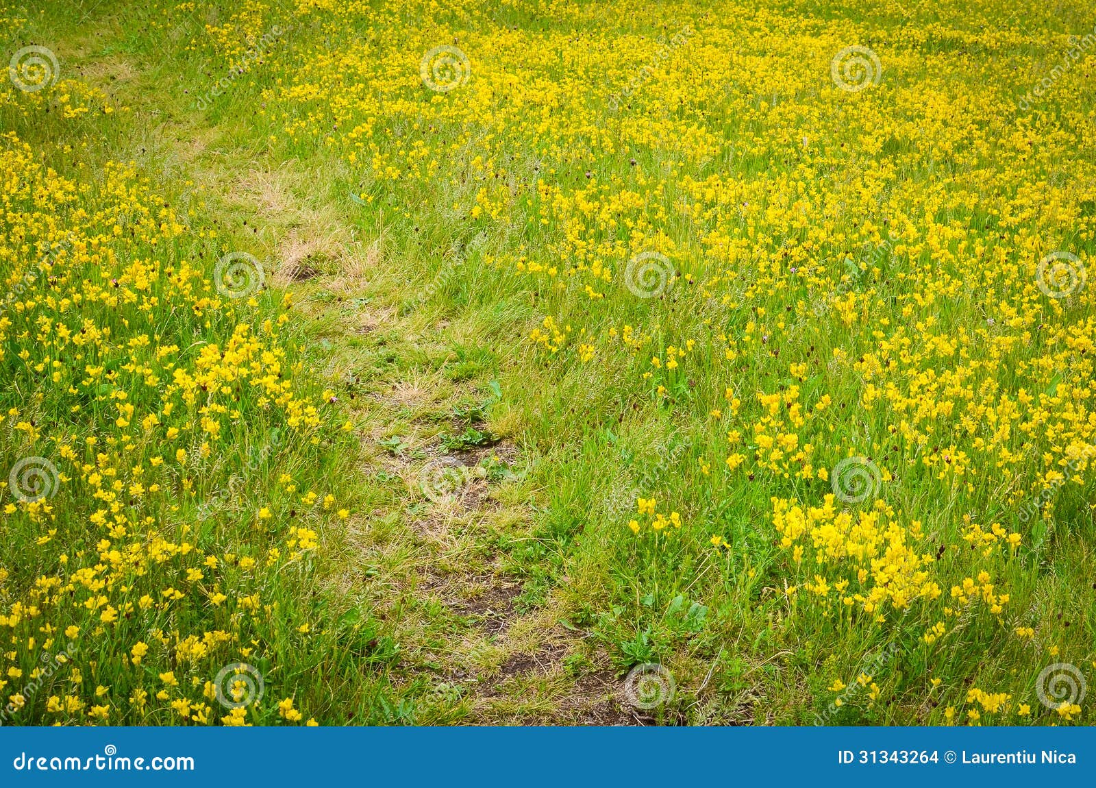 Path through the Yellow Field Stock Photo - Image of fine, flower: 31343264