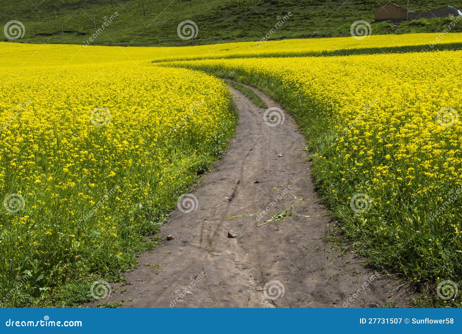 Path in the Yellow Flower Field Stock Image - Image of natura, tourism ...