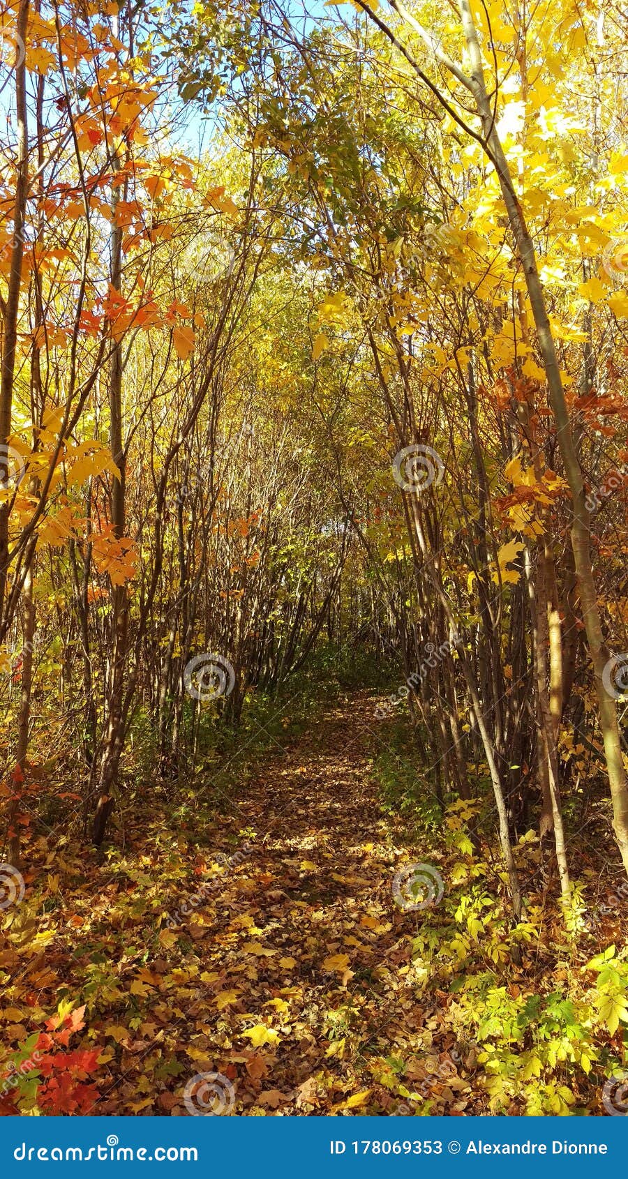 Path in a Young Forest from Canada Stock Image - Image of bark, america ...