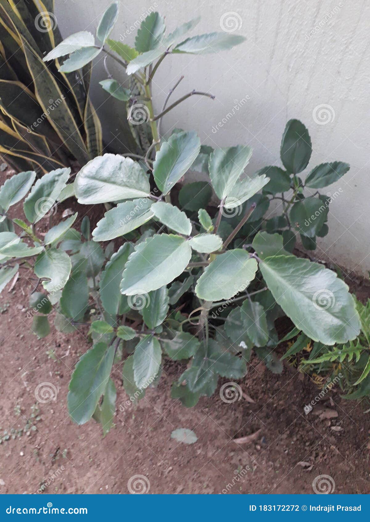 Pathar Chur Medicinal Plant Garden Stock Photo - Image of medicinal ...