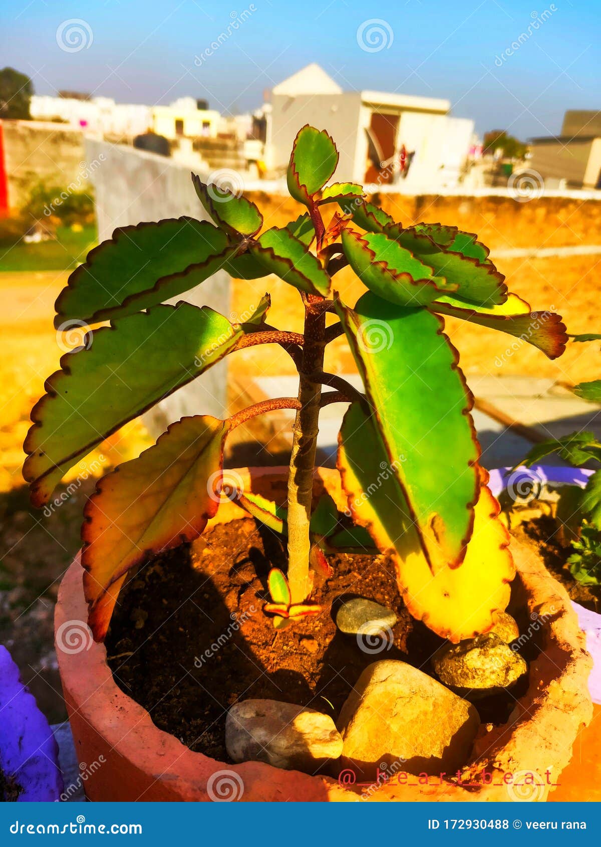 Patharchatta plant stock photo. Image of beautiful, patharchatta ...