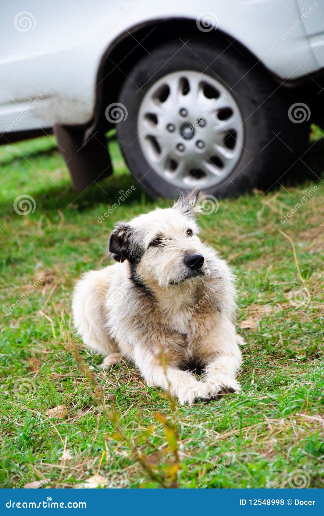 Pathetic dog stock photo. Image of pathetic, grass, portrait - 12548998