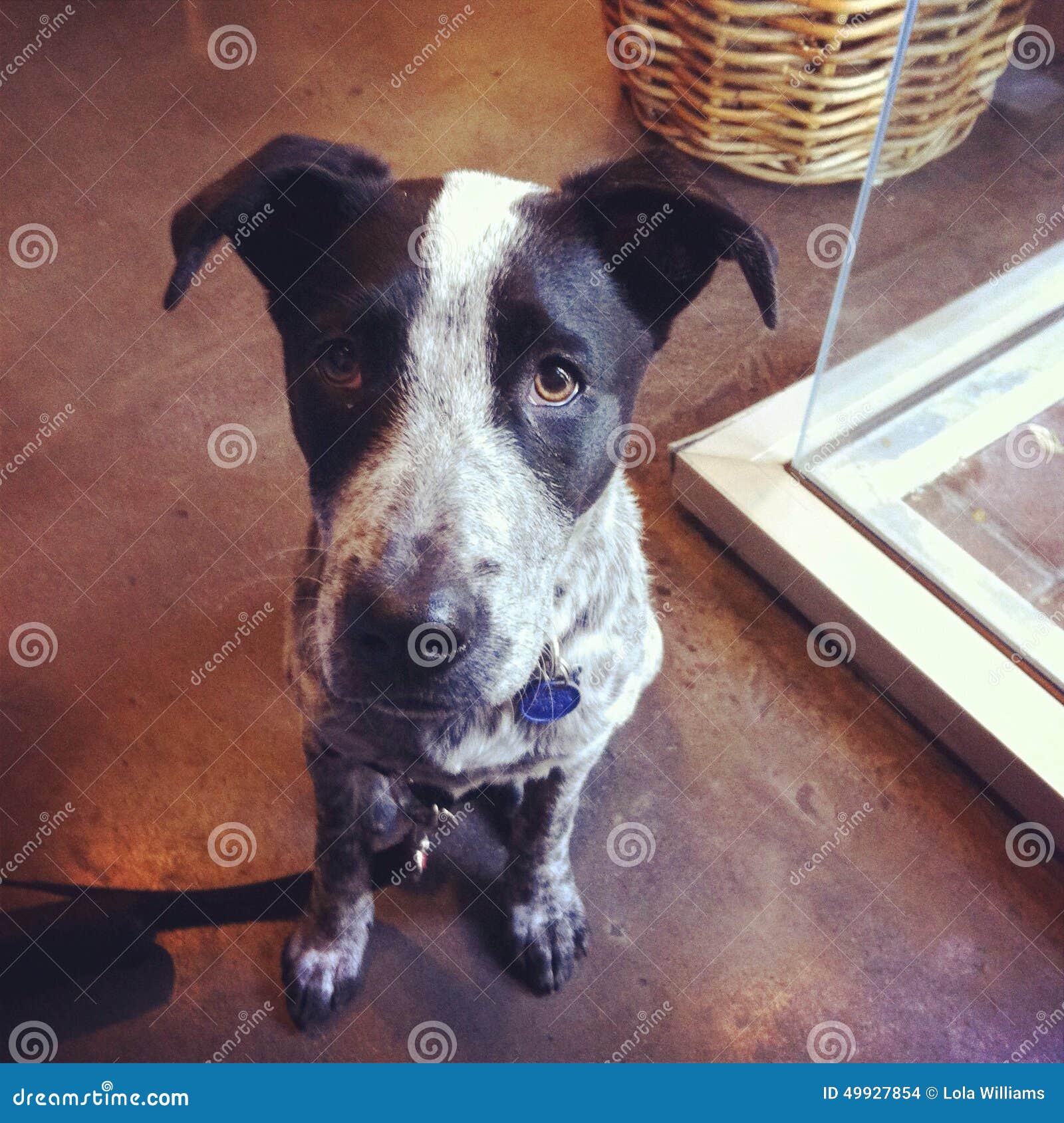 Pathetic dog stock photo. Image of sweet, master, pathetic - 49927854