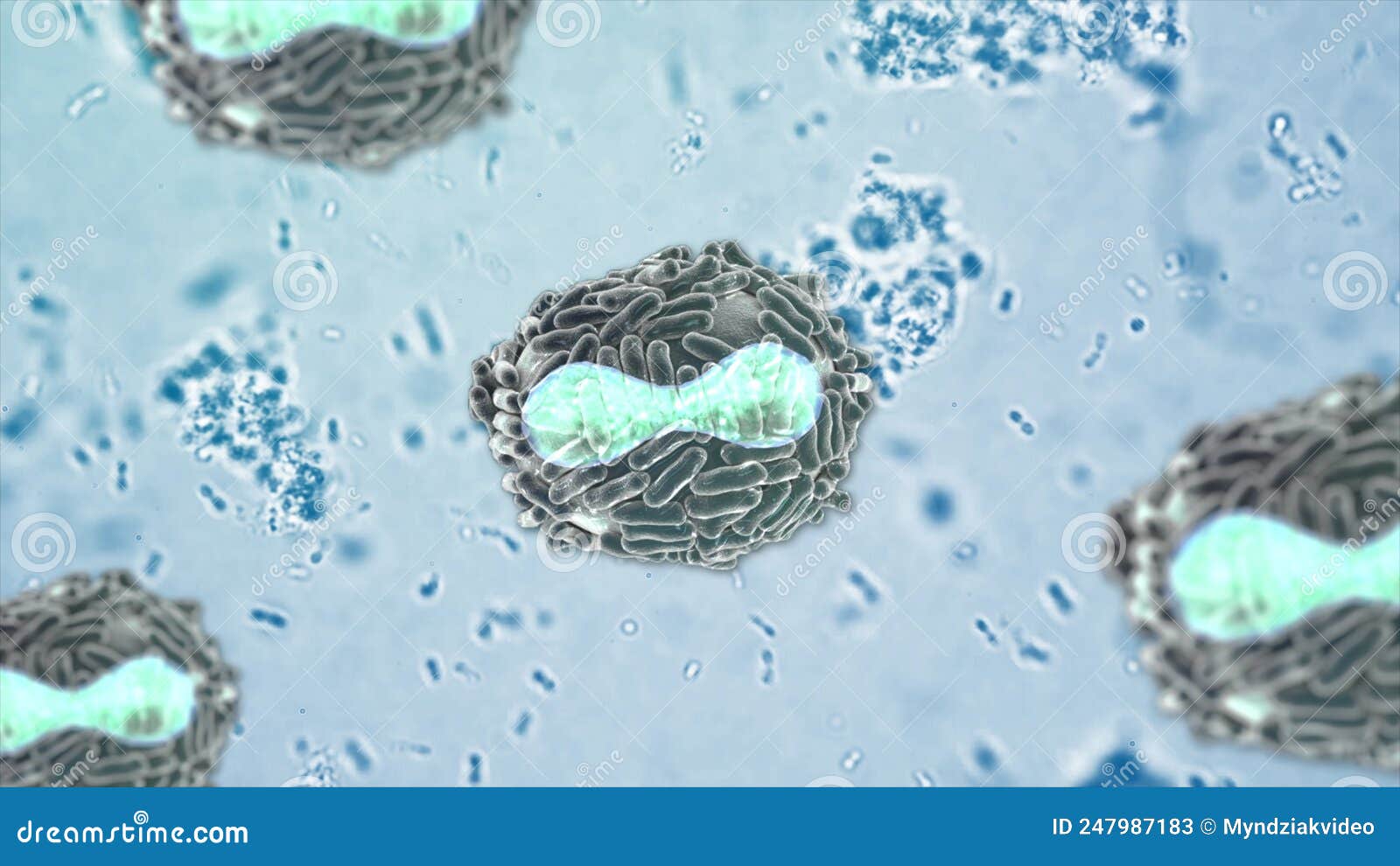Pathogen Outbreak of Bacterium and Pox Virus, Disease Causing ...