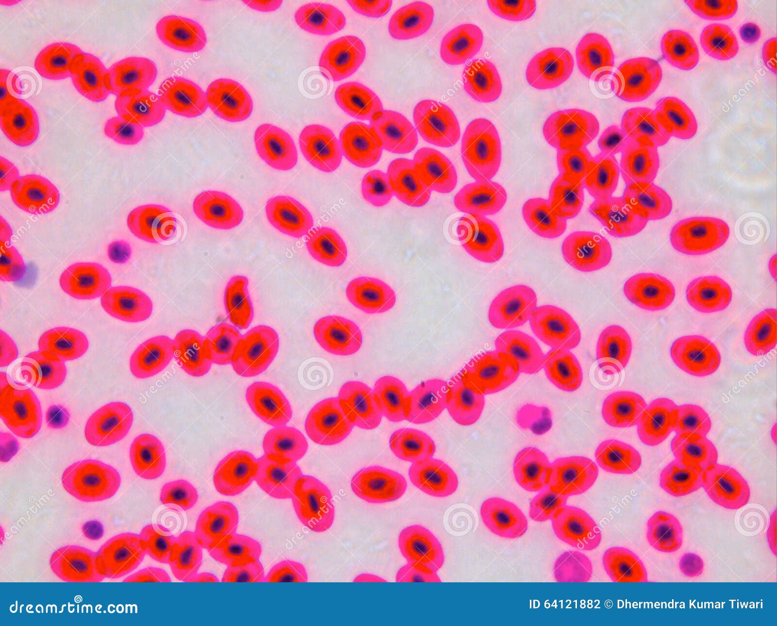 Pathogen Seen Under Fluorescent Microscopy Image Stock Photo - Image of ...