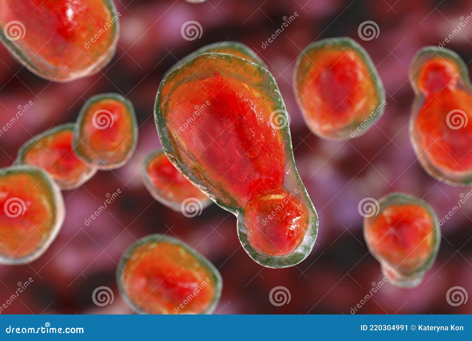 Pathogenic Yeast Fungus Cryptococcus Neoformans Which Causes ...