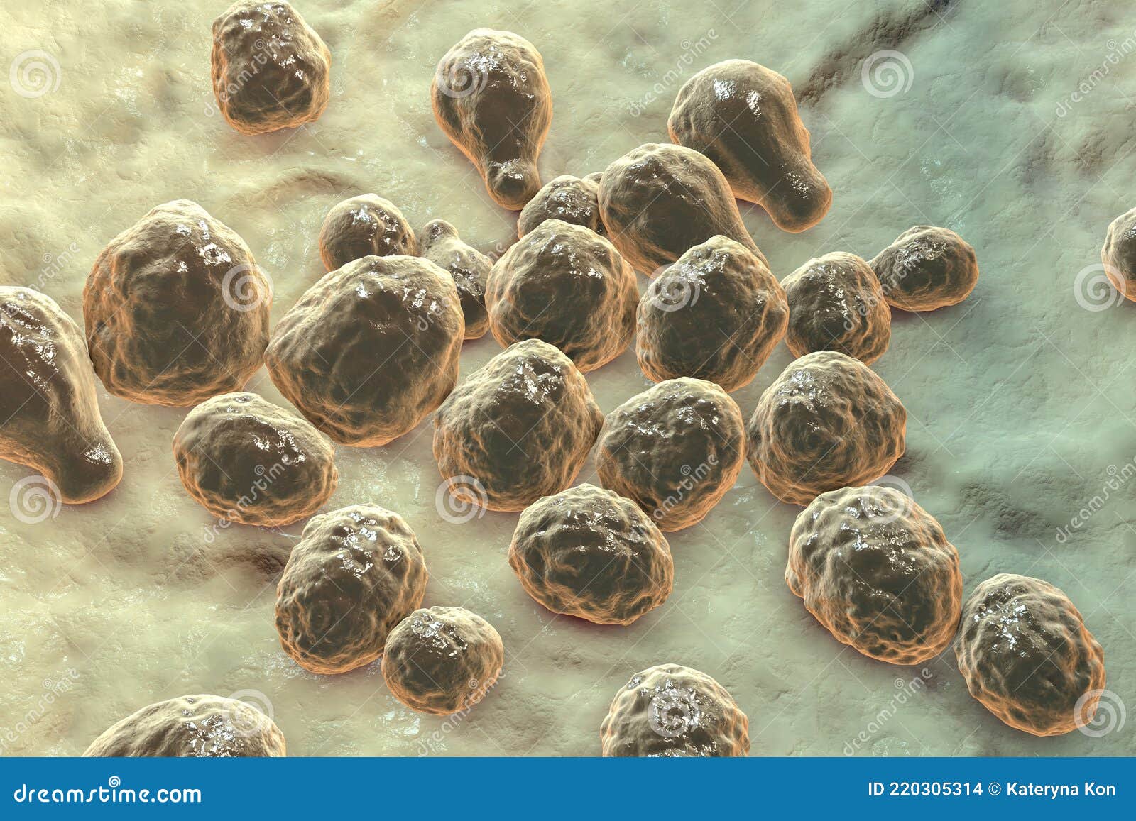 Pathogenic Yeast Fungus Cryptococcus Neoformans Which Causes ...