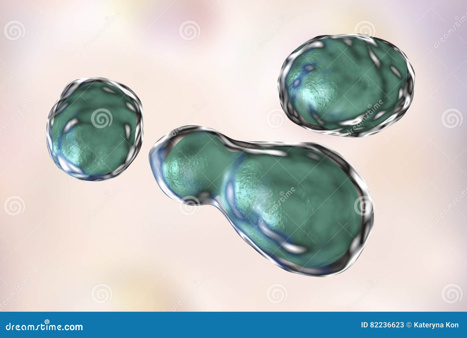 Cryptococcus Neoformans Membrane, Cell Wall, And Capsule Diagram ...