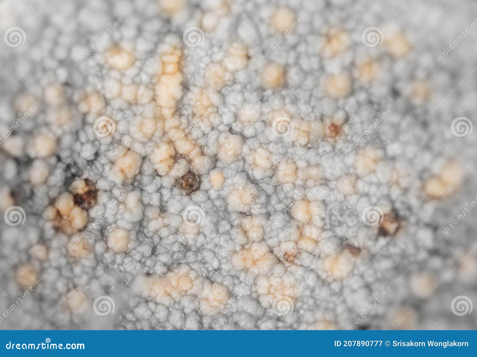 Pathogens in Coconut Meat. Abnormalities Stock Image - Image of husk ...