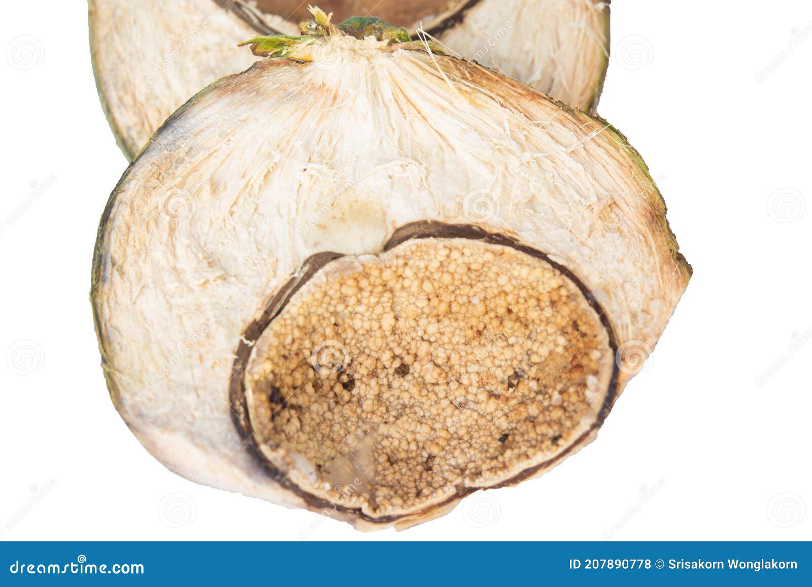 .Pathogens in coconut meat stock photo. Image of healthy - 207890778
