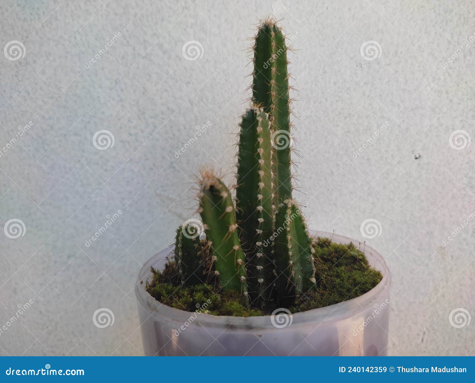 Pathok bonsai tree image stock image. Image of bonsai - 240142359