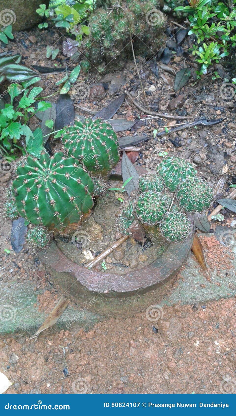Pathok tree 2 stock image. Image of gardenplants, cactus - 80824107