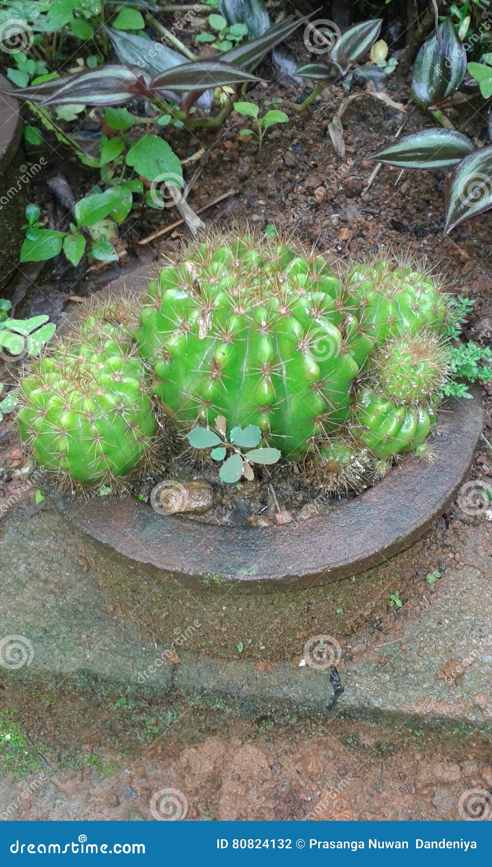 Pathok tree 1 stock photo. Image of plant, small, cactus - 80824132