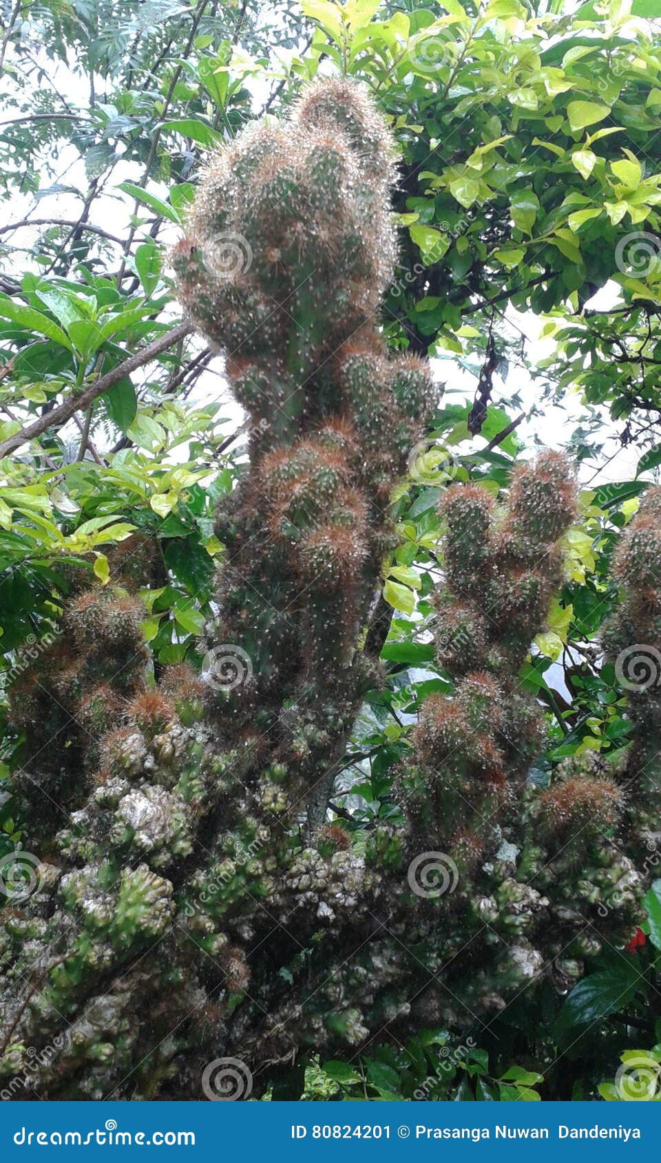 Pathok tree stock image. Image of tree, small, patoktree - 80824201