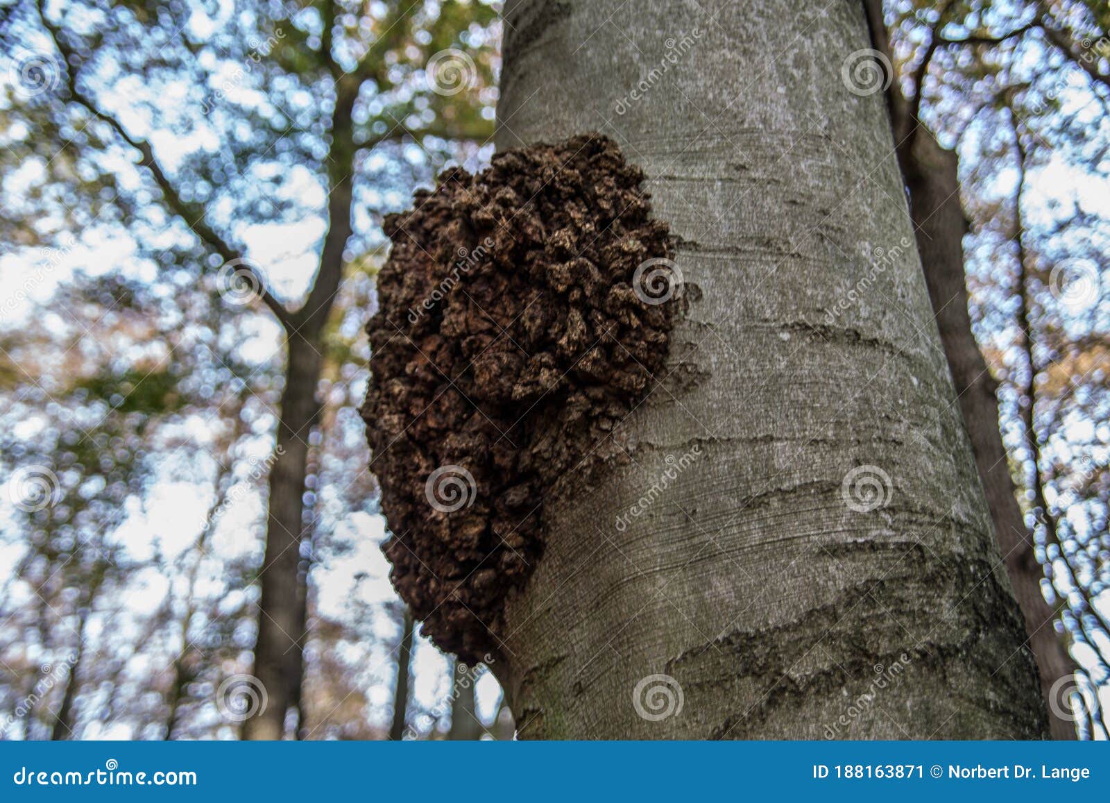 Pathological Pustules Stock Photos - Free & Royalty-Free Stock Photos ...