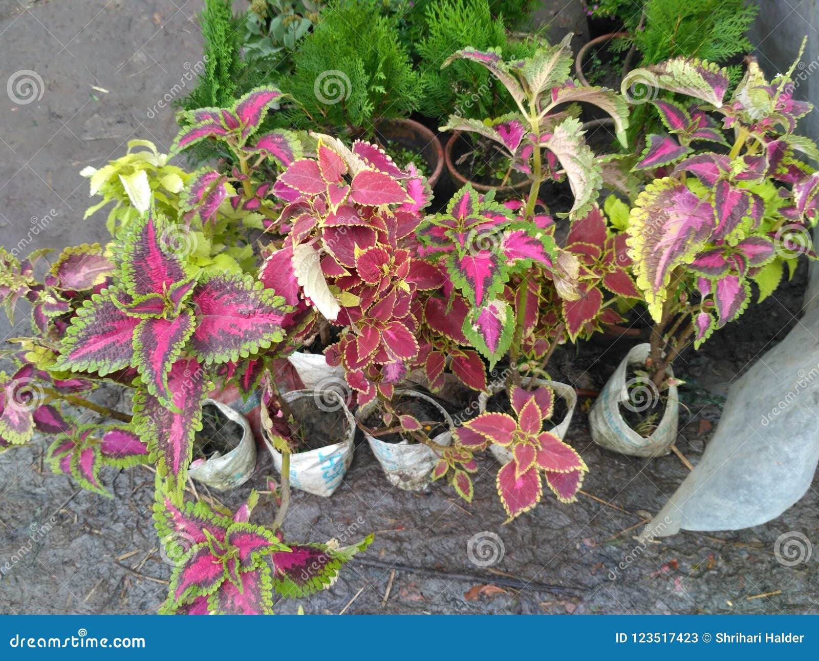 Indian pathor kuchi flower stock image. Image of indian - 123517423