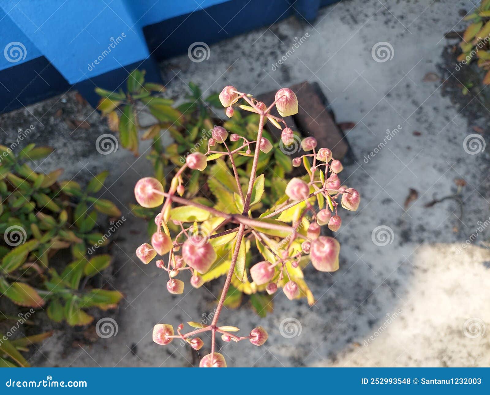 Pathorkuchi Bryophyllum Pinnatum Flower Top View Stock Photo - Image of ...