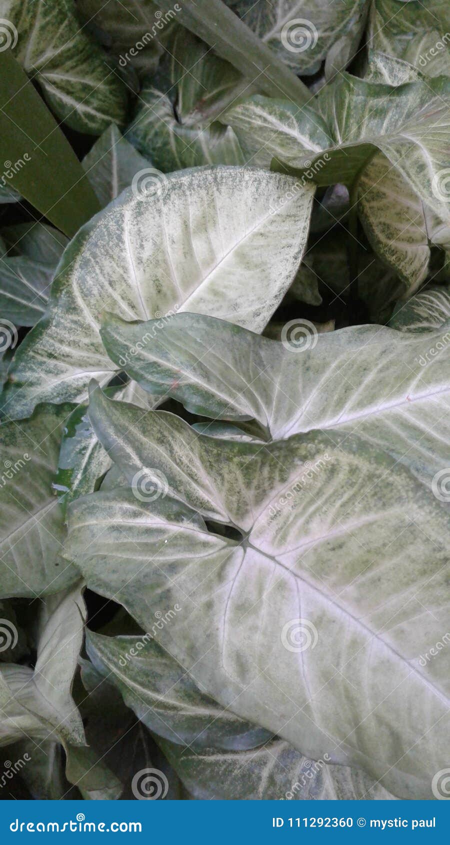 Pathos plant stock photo. Image of beautiful, pathos - 111292360