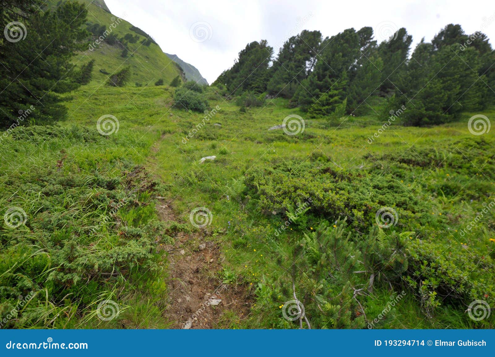 Paths on a Mountain Pasture Stock Photo - Image of mobility, road ...