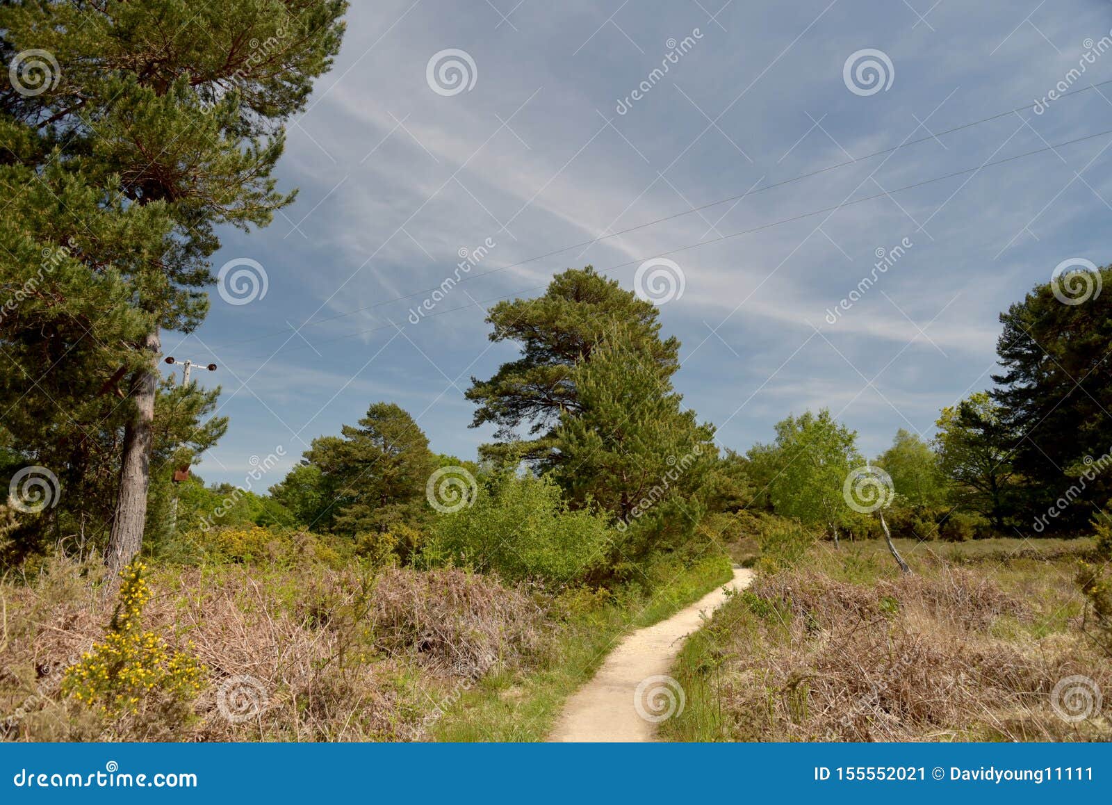 Arne Nature Reserve, Dorset Stock Image - Image of england, destination ...