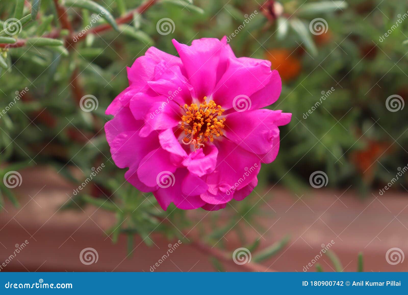 Pathumani Flower Stock Photos - Free & Royalty-Free Stock Photos from ...