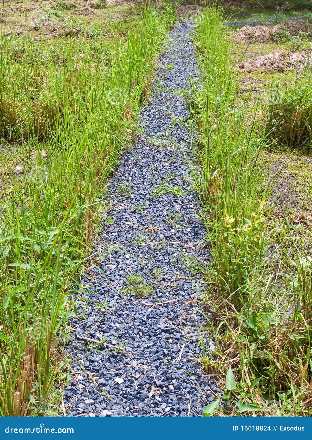 Pathway stock photo. Image of green, countryside, natural - 16618824