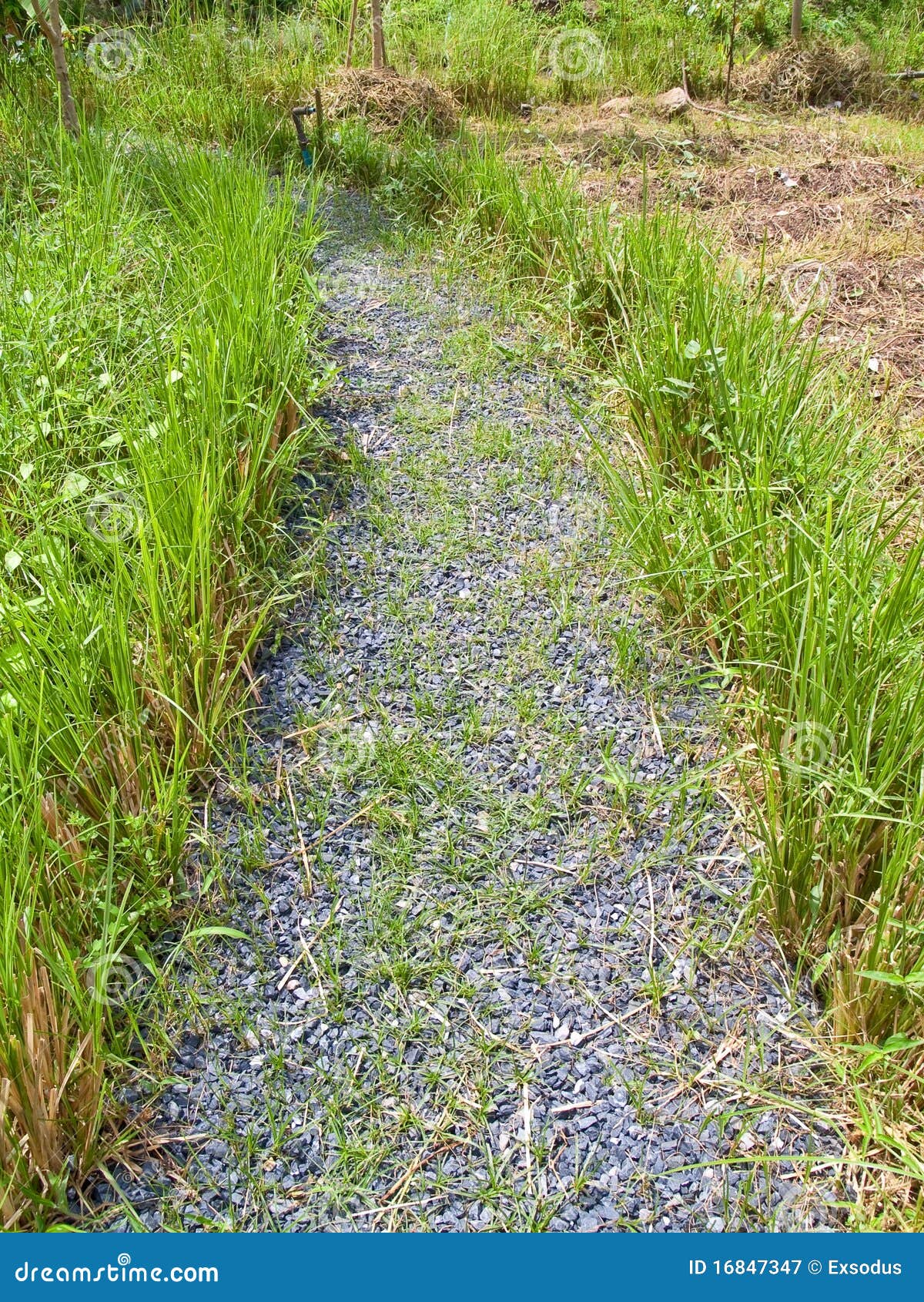 Pathway stock image. Image of farm, organic, paddy, grow - 16847347