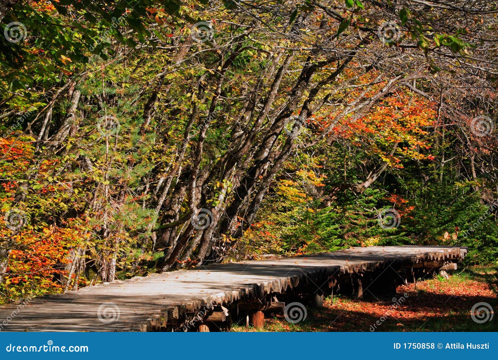 Pathway Picture. Image: 1750858