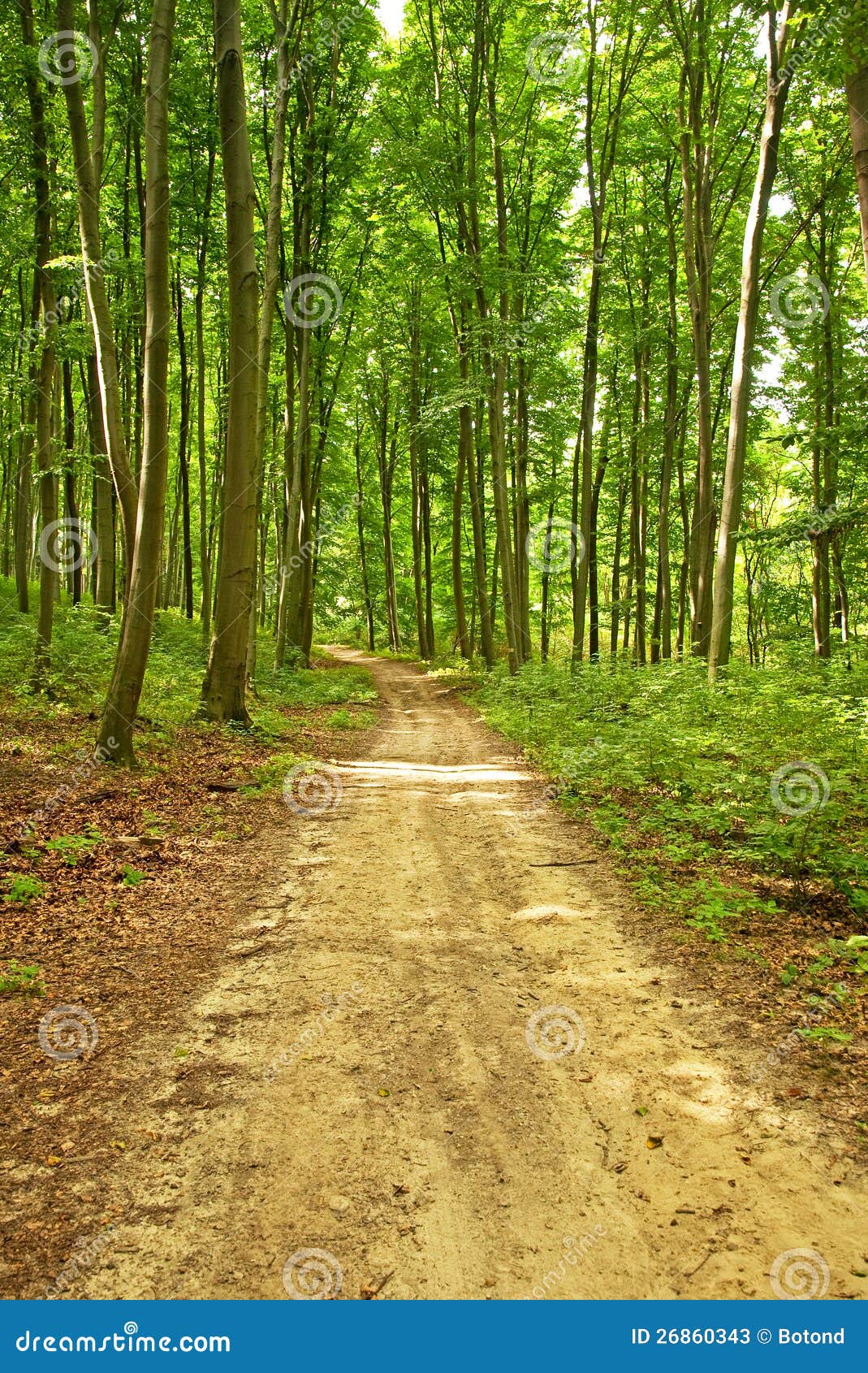 Pathway stock image. Image of park, fresh, beautiful - 26860343