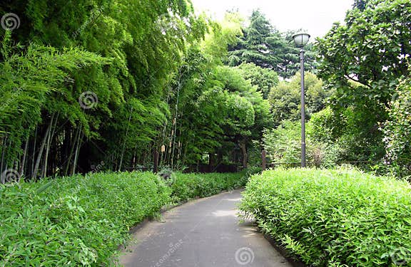 Pathway stock photo. Image of garden, green, cloud, sunshine - 5354716