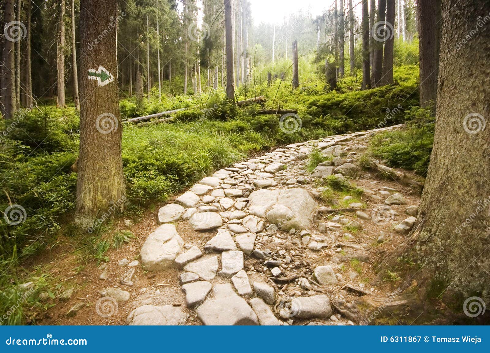 Pathway stock image. Image of cloud, backwoods, road, directions - 6311867