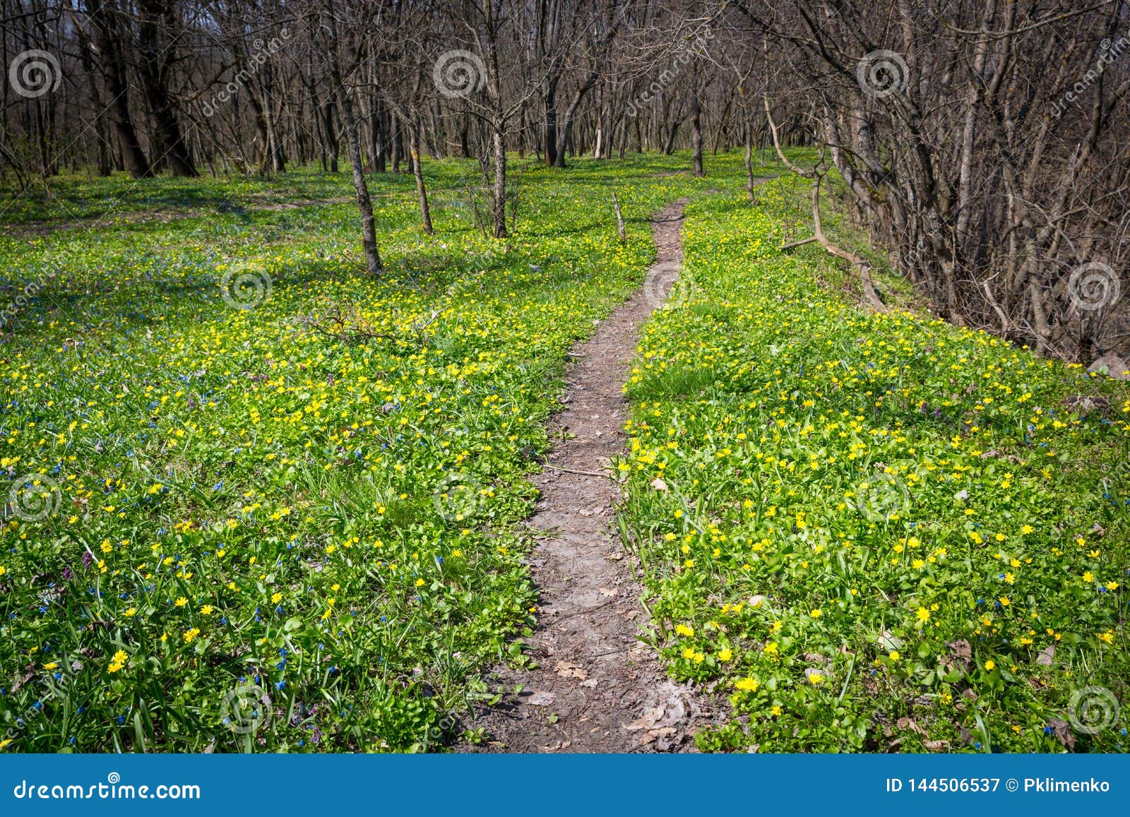 Pathway Across Meadow in Forest Stock Image - Image of forest, outdoors ...