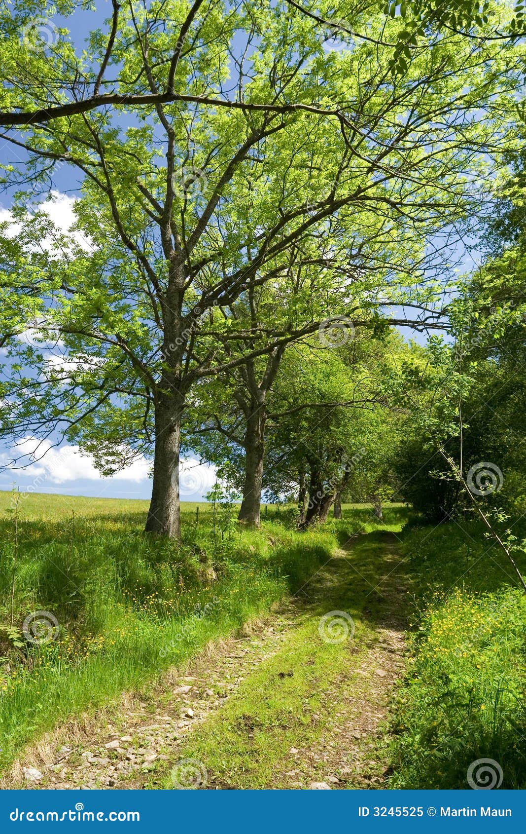 Pathway Along the Trees stock image. Image of natural - 3245525