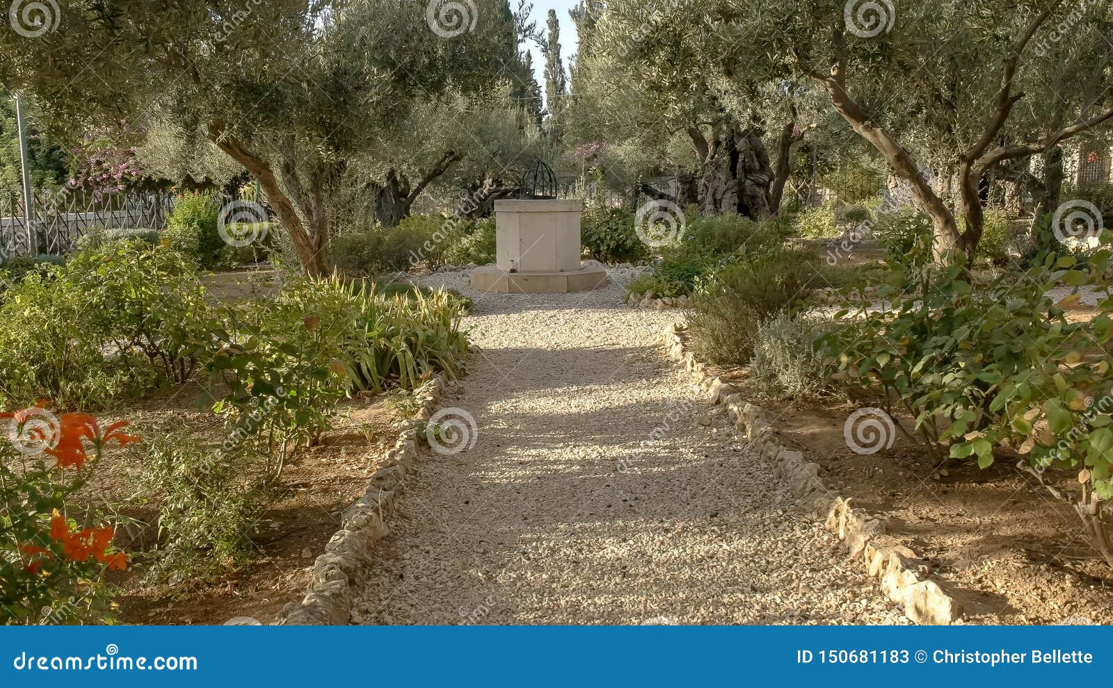 Pathway and Ancient Olive Trees in the Garden of Gethsemane, Jerusalem ...