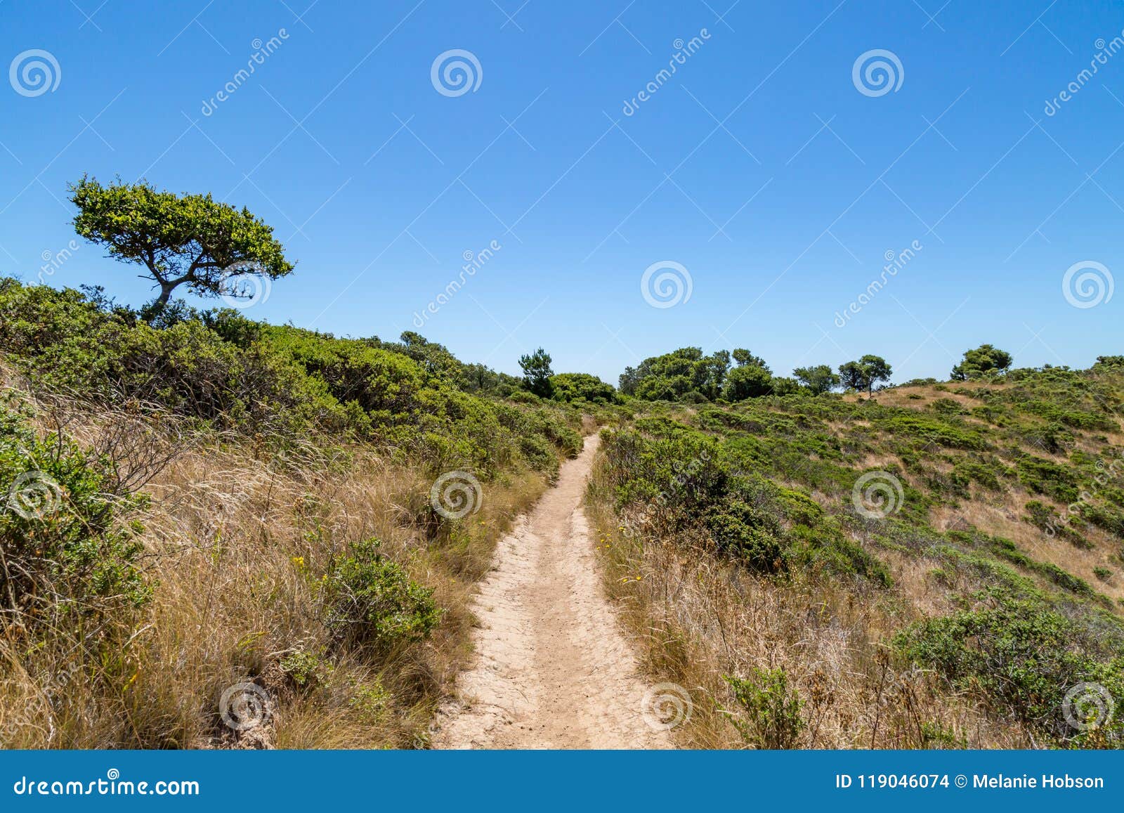 A Path on Angel Island stock photo. Image of landscape - 119046074