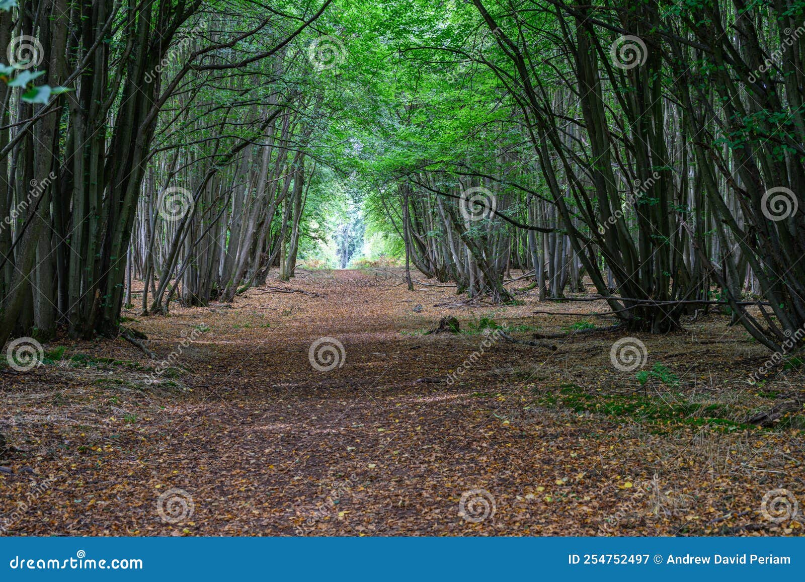 Pathway through Trees in Rural England Stock Image - Image of outdoors ...