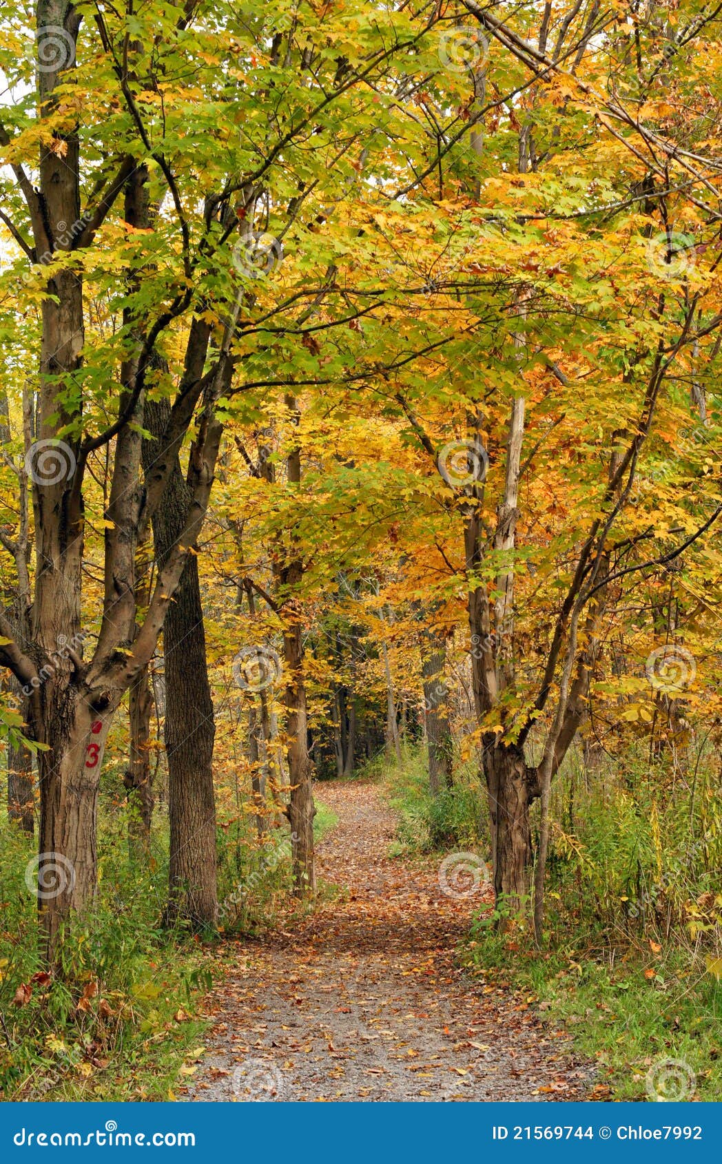 Pathway into an Autumn Forest Stock Photo - Image of foliage, autumn ...