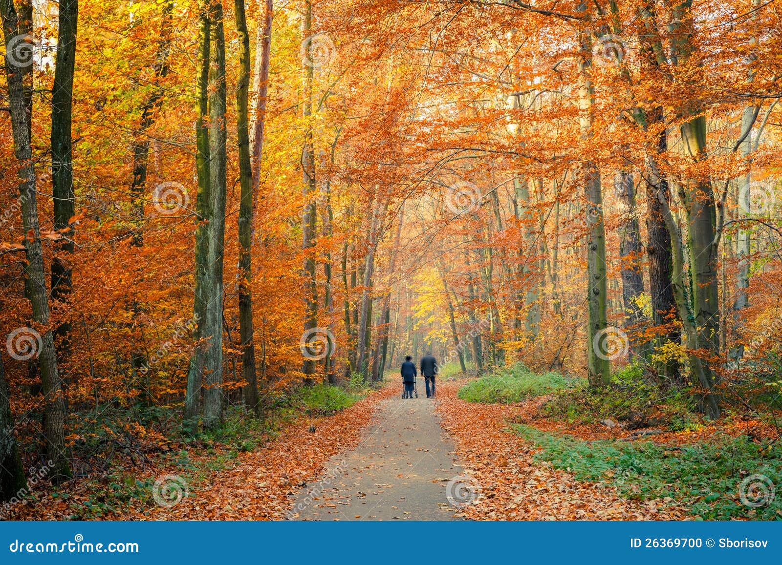 Pathway in the Autumn Forest Stock Photo - Image of color, scenics ...