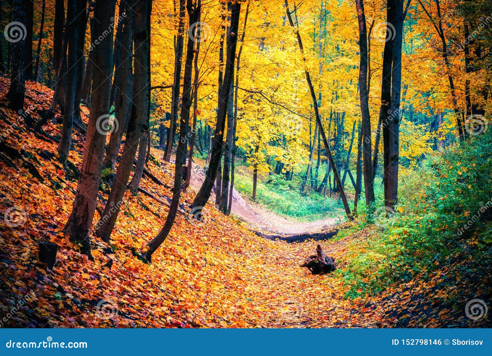 Pathway in autumn forest stock photo. Image of environment - 152798146