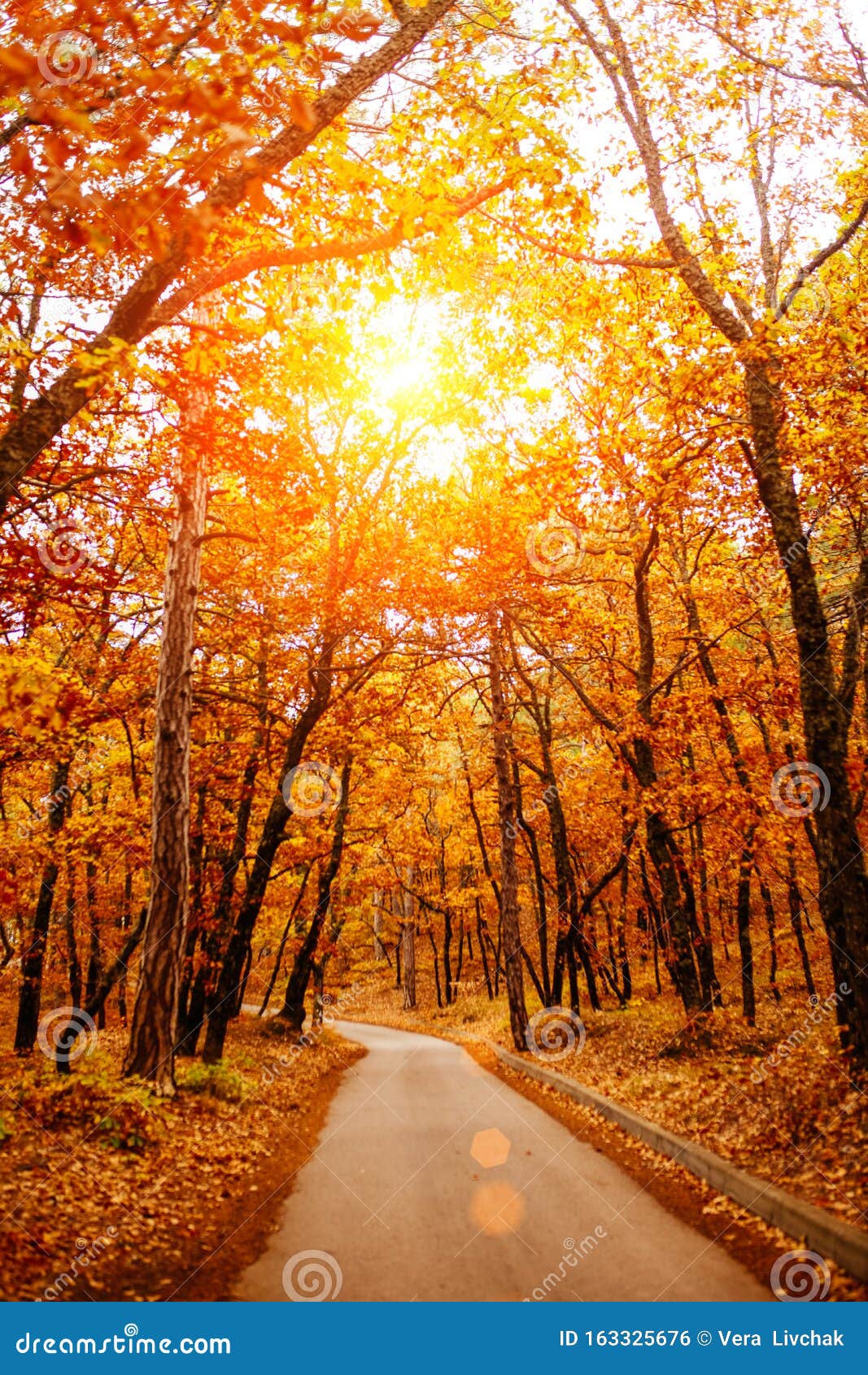 Pathway through the Autumn Forest, Autumn Leaves Fall on the Road, Path ...