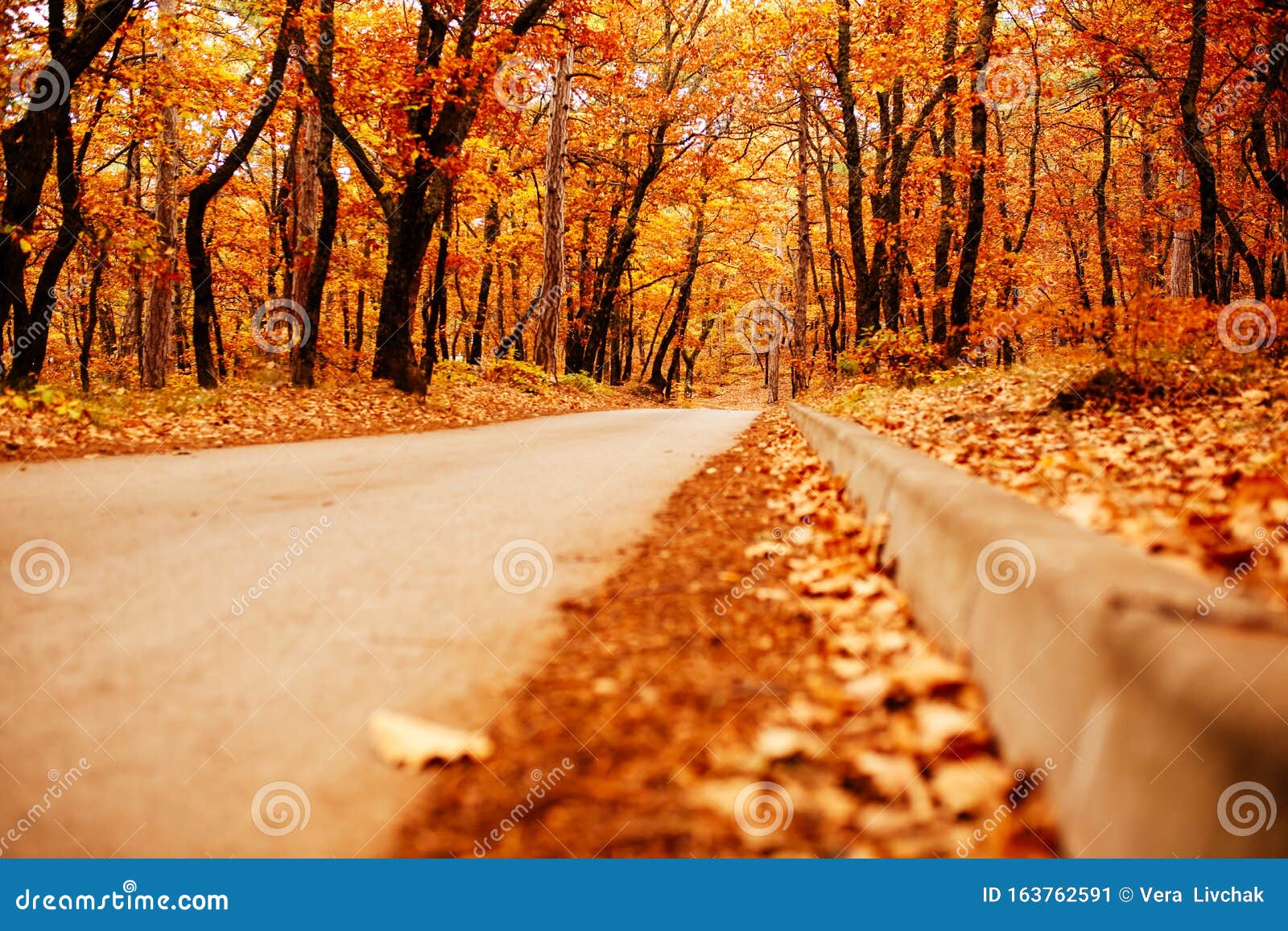 Pathway through the Autumn Forest, Autumn Leaves Fall on the Road, Path ...