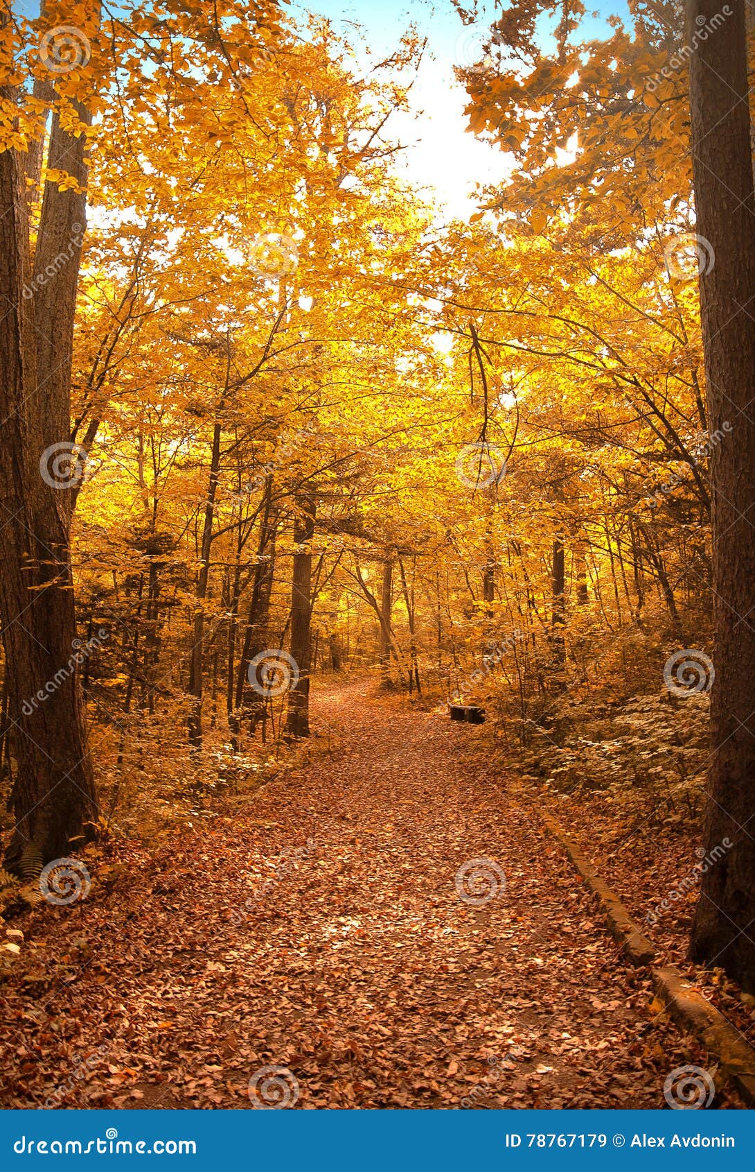 Pathway in the Autumn Forest. Stock Image - Image of mist, landscape ...
