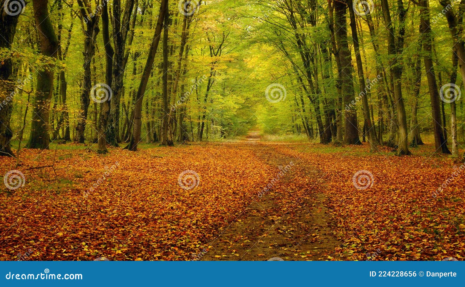 Pathway through the Autumn Forest Stock Photo - Image of woods, forest ...