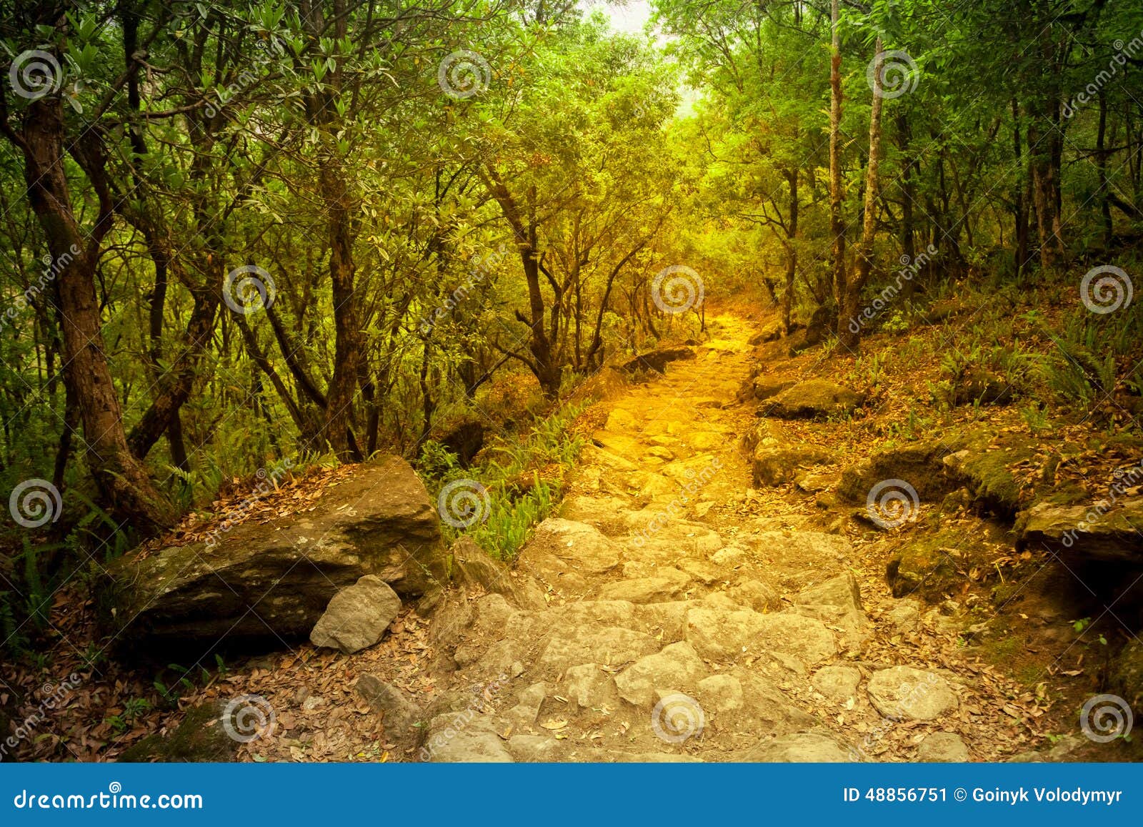 Pathway in the Autumn Forest Stock Image - Image of orange, lush: 48856751