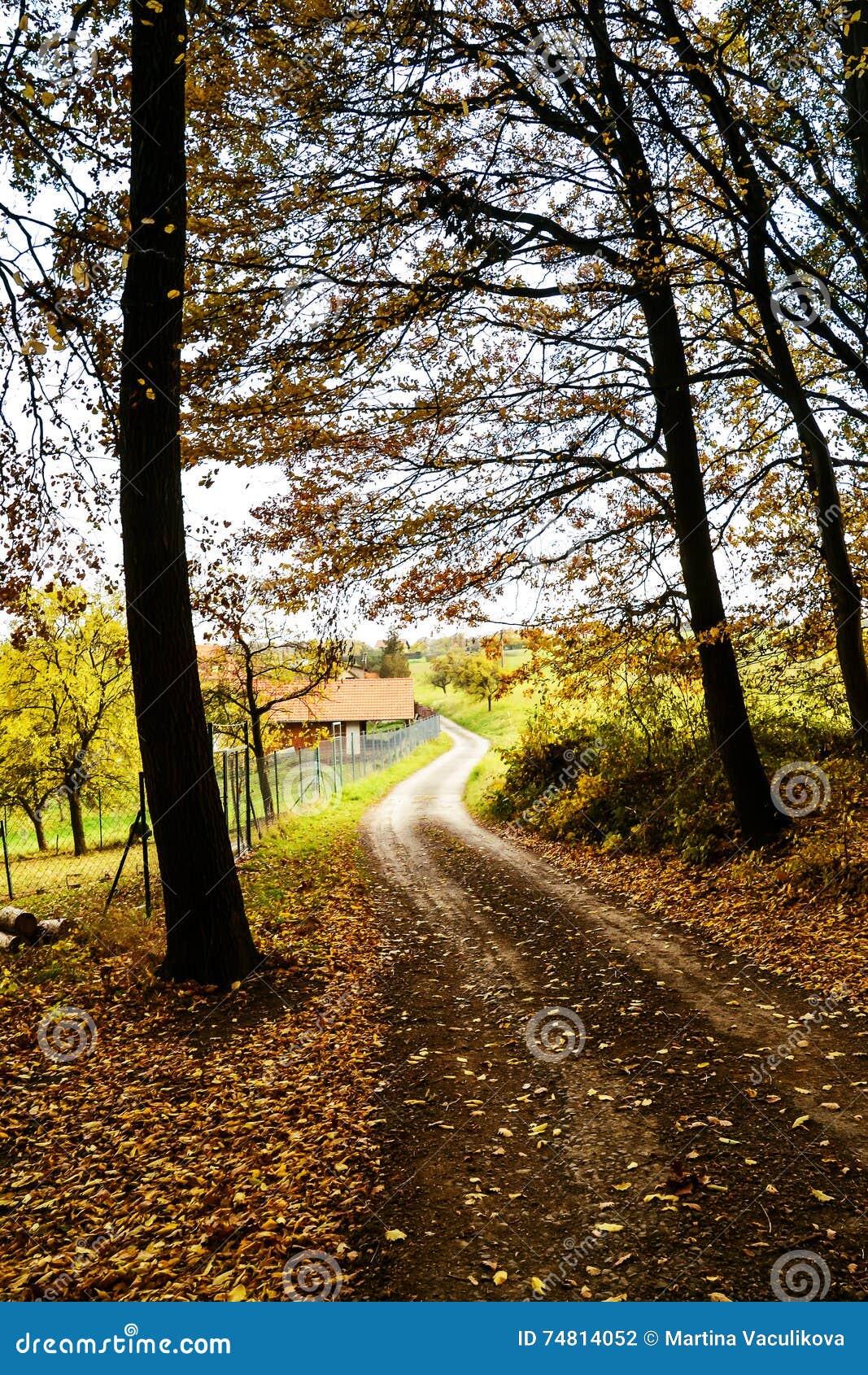 Pathway through the Autumn Forest Stock Photo - Image of bright, fall ...