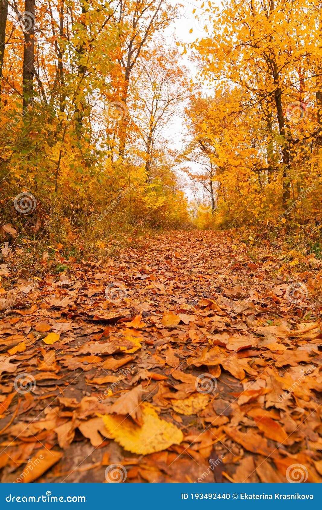 Pathway through Autumn Forest, among Trees and Shrubs, Photography from ...
