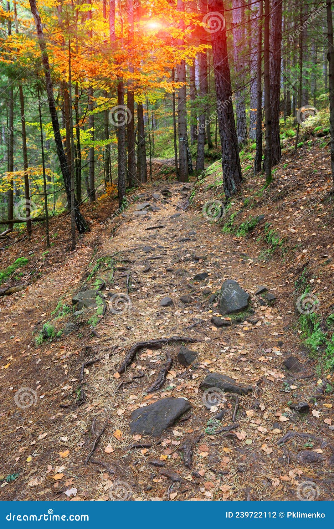 Pathway in Autumn Mountains Stock Photo - Image of rural, earth: 239722112